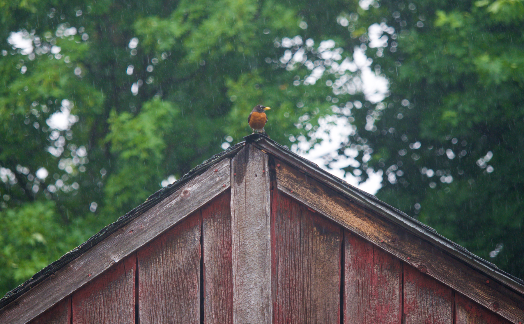 Parable of the Trapped Robin — Trace Meek